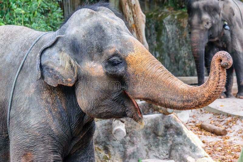 Elephant stock image. Image of plain, single, asian, elephants - 40884031