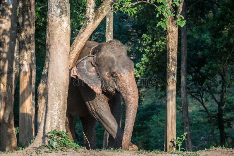 Elephant stock photo. Image of mammal, asian, herbivore - 80772236