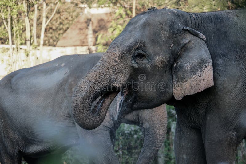Elephant stock image. Image of jungle, lifestyle, huge - 152456949