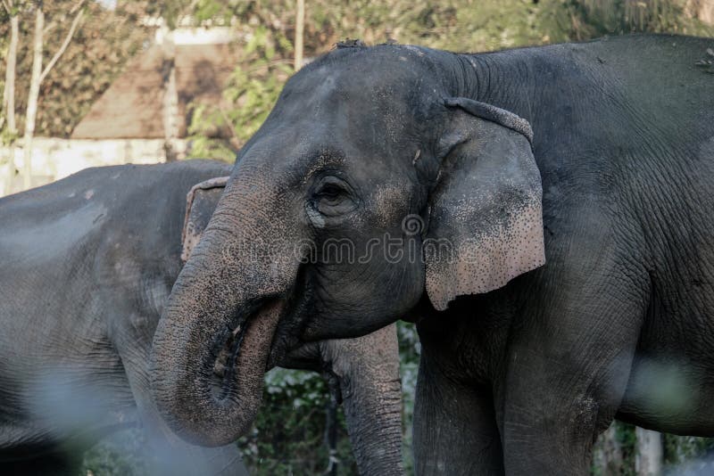 Elephant stock photo. Image of huge, cute, nature, ivory - 152456950