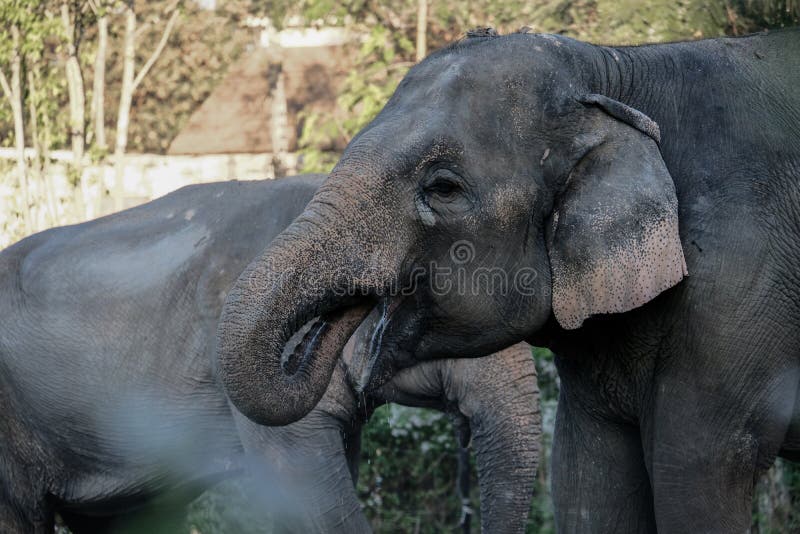 Elephant stock image. Image of enjoying, lifestyle, large - 152456951
