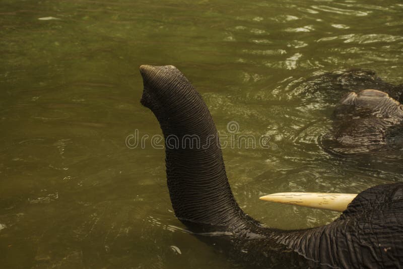 An Elephant Enjoying Bathing at River with Selective Focus. Elephant ...