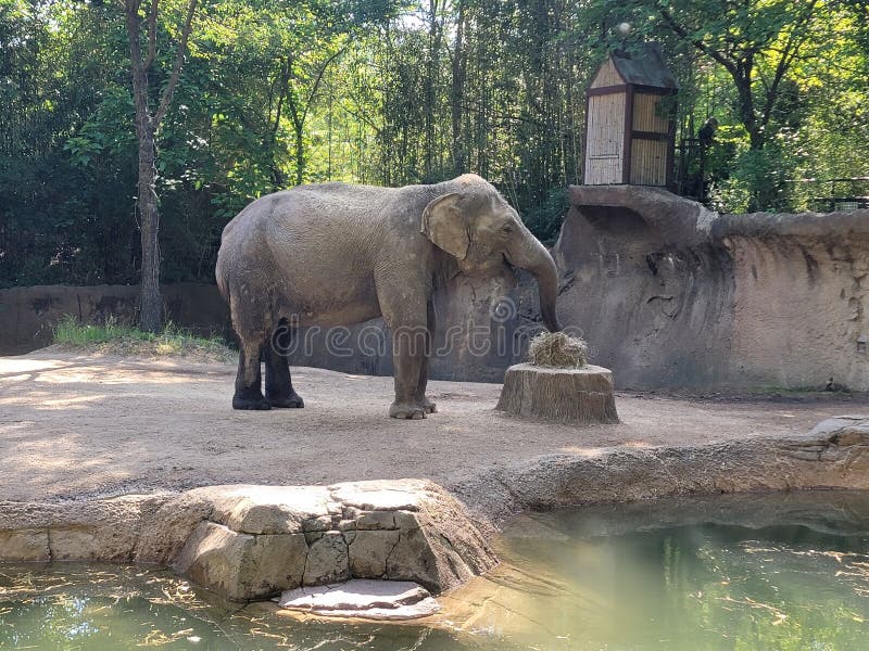 It is Lunch Time in the Zoo Stock Image - Image of lunch, recreation ...