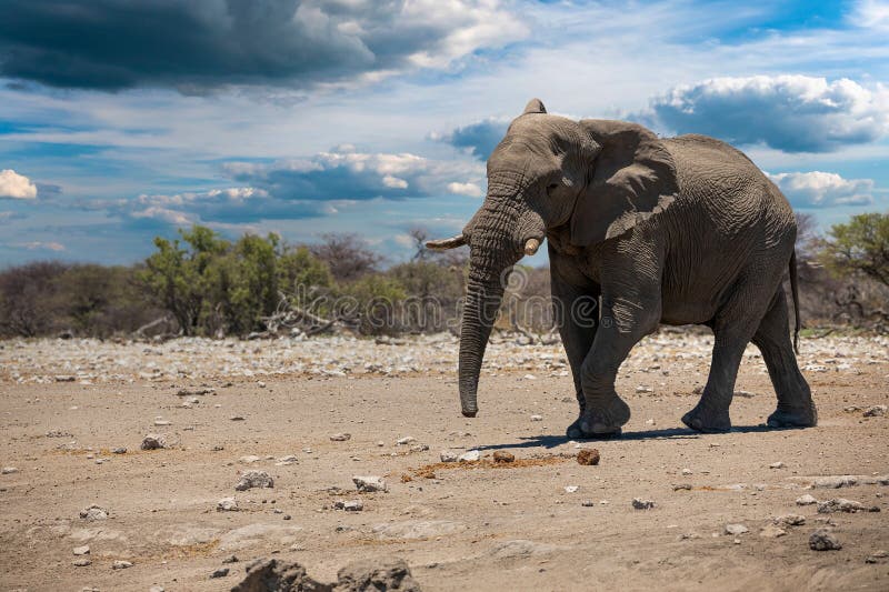 Elephant in Ethosa National Park Stock Photo - Image of environment ...