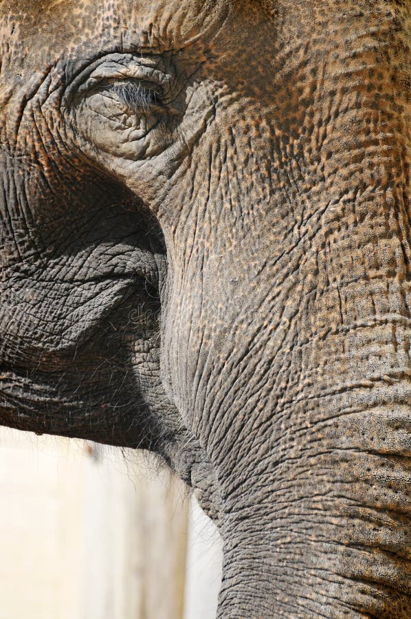 Elephant eye stock image. Image of grey, detail, face - 16838811