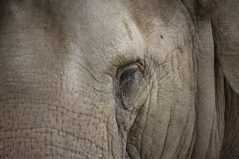 Elephant skin texture stock image. Image of rough, nature - 88827