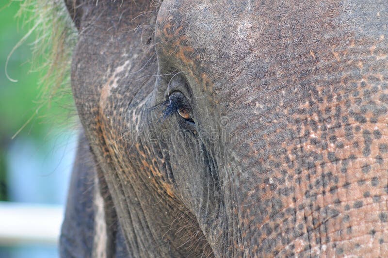 Elephant Eye stock photo. Image of danger, animal, black - 26109112