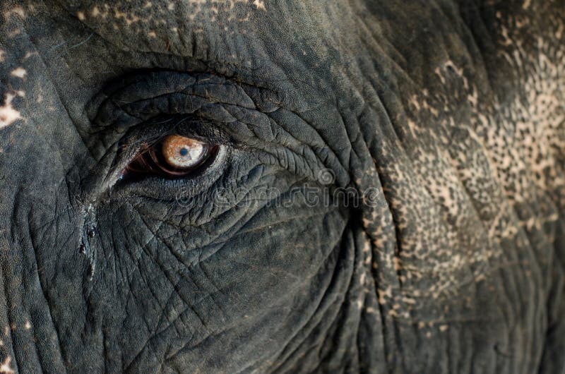 Elephant eye stock image. Image of face, skin, emotion - 36262939
