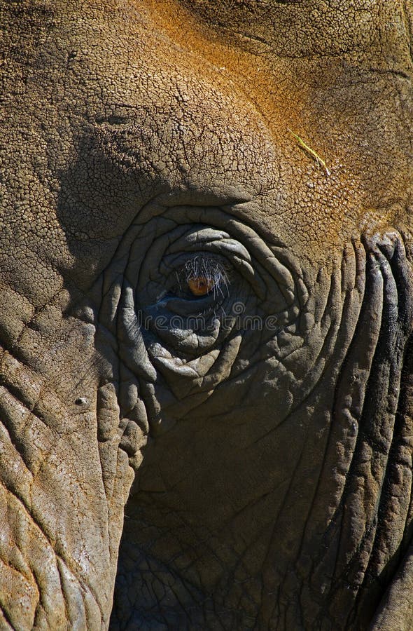 Elephant Eye stock image. Image of loxodonta, close, creature - 482253