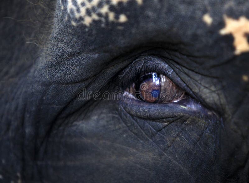 Elephant eye close-up stock image. Image of eyebrows - 40313055