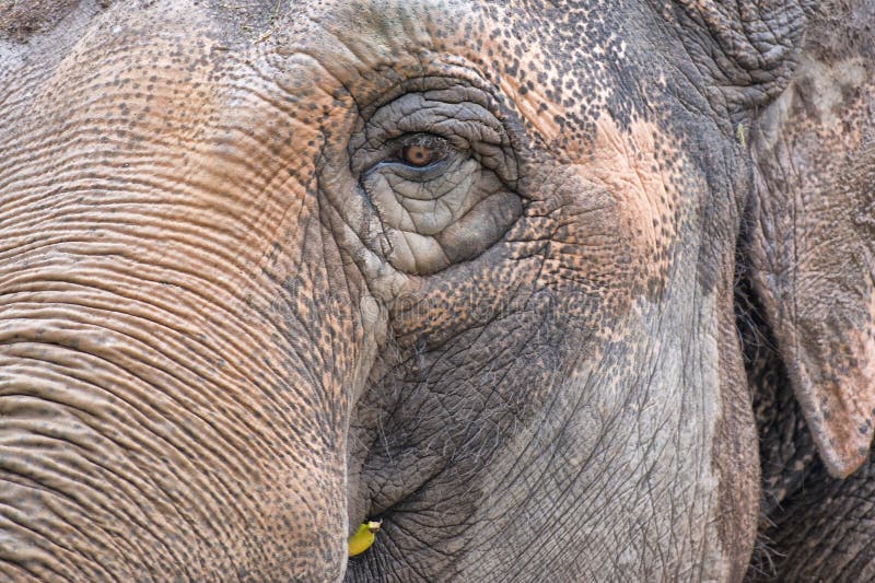 Elephant eye stock image. Image of wildlife, elephant - 35536649