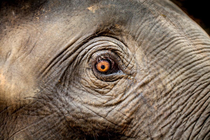 Elephant Eye Close-up stock photo. Image of head, brown - 59912650