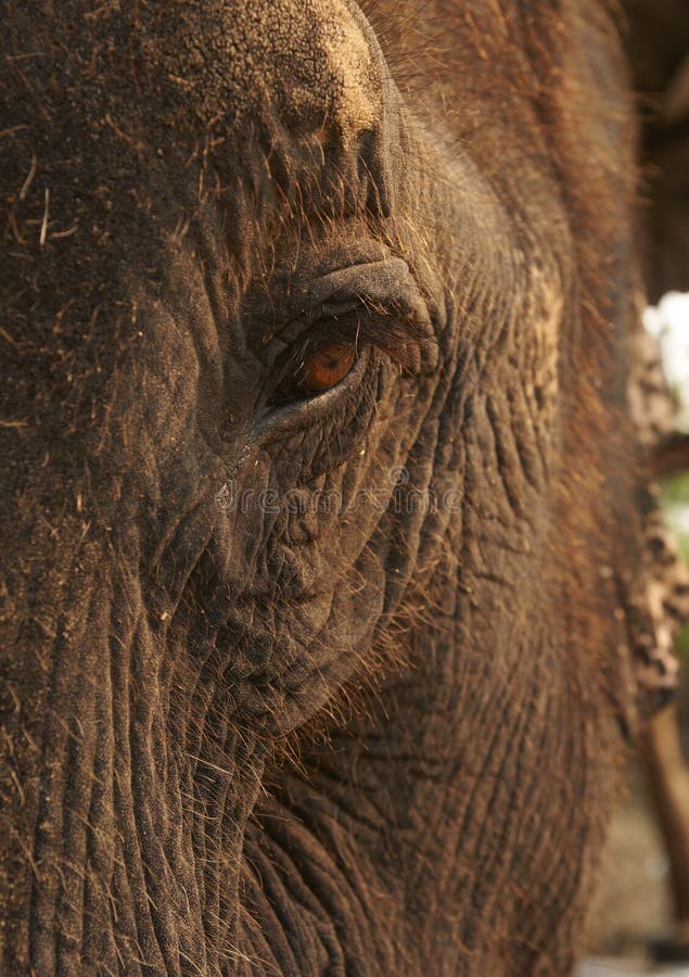 Elephant Eye stock photo. Image of mammal, animal, wild - 39078528
