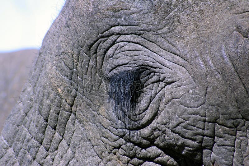 Elephant eye lash stock photo. Image of lash, female - 41269686