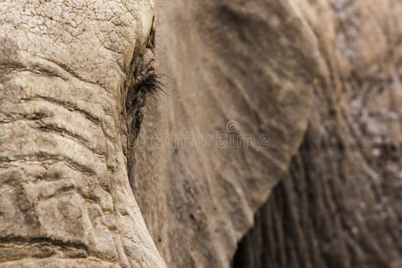 Elephant Eye Lashes in South Africa Stock Image - Image of wildlife ...