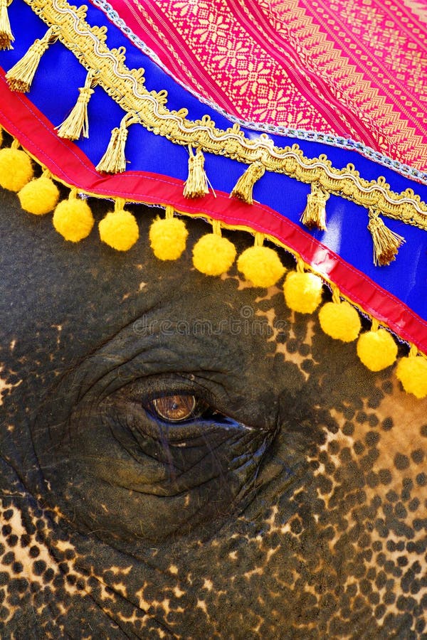 Elephant stock photo. Image of elephant, elephanshows - 91523892