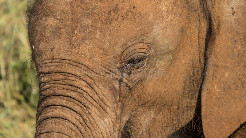 The Elephant Tears Off the Leaves from the Tree. Masai Mara, Kenya Stock Photo - Image of ...