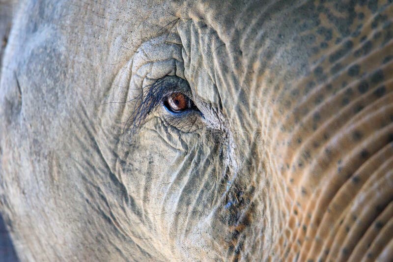 Elephant eyes stock image. Image of elephant, elephants - 290887187