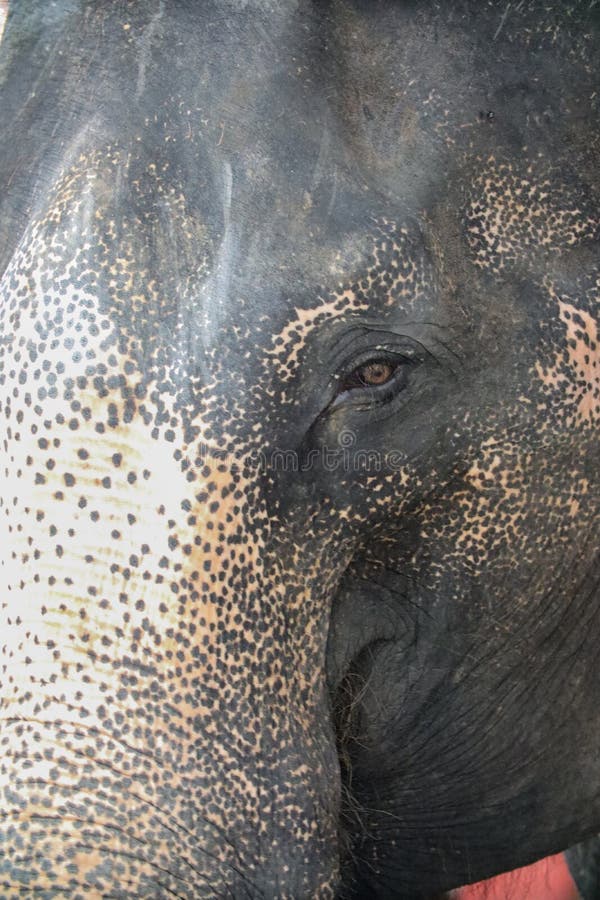 Elephant Eyes from Thailand Stock Image - Image of face, thailand ...