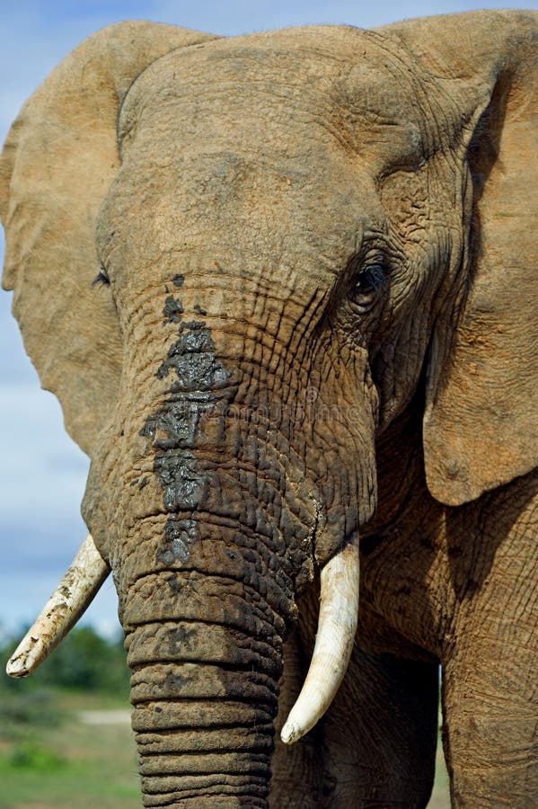 Elephant Face stock image. Image of ivory, national, tourism - 17463521