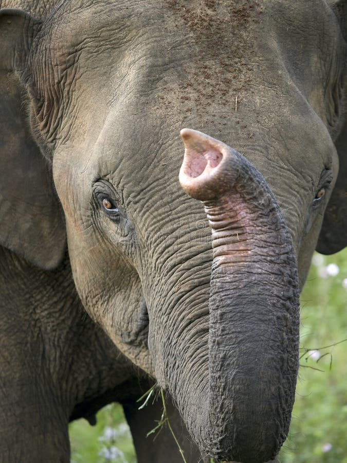 Elephant face stock image. Image of skin, elephant, face - 29480565