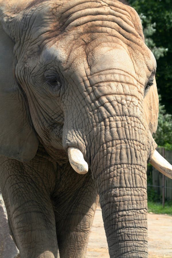 Elephant Face Picture. Image: 5727318