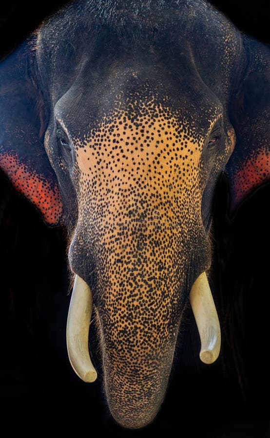 Elephant Face Black Background Stock Image - Image of closeup, safari ...