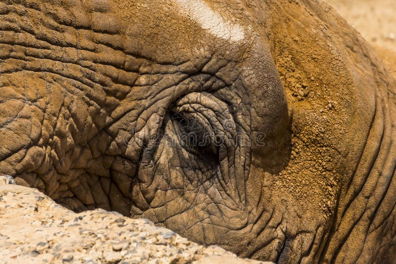 Elephant Face stock image. Image of closeup, travel, african - 78009435