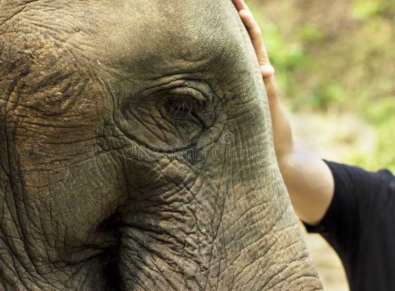 Elephant stock photo. Image of captivity, build, antique - 42095466