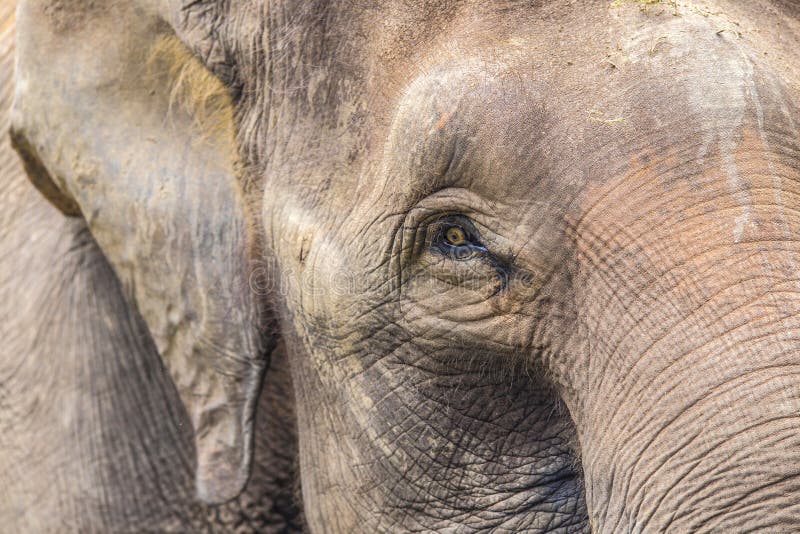 Elephant face stock image. Image of africa, animal, desert - 49774669
