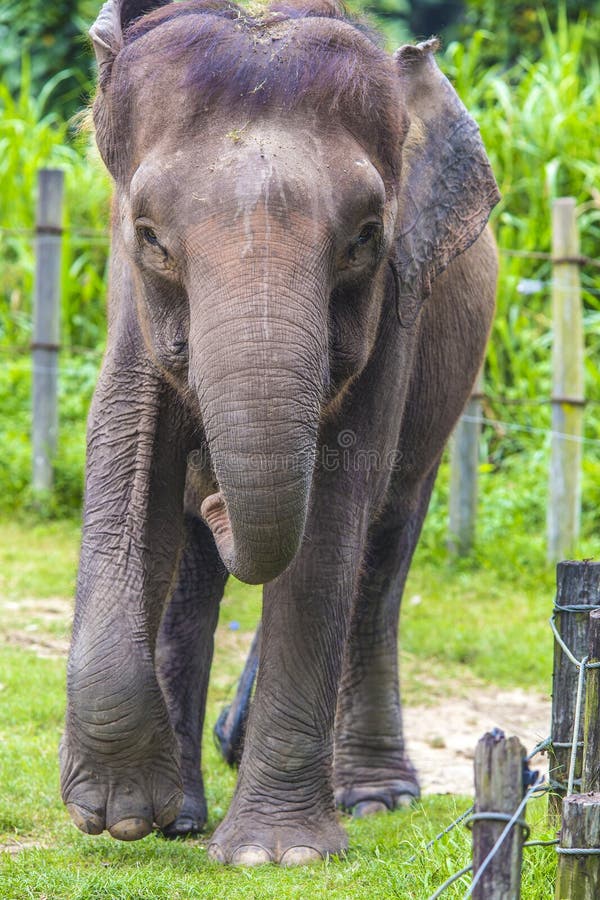 Elephant face stock image. Image of nature, jungle, fangs - 49775085