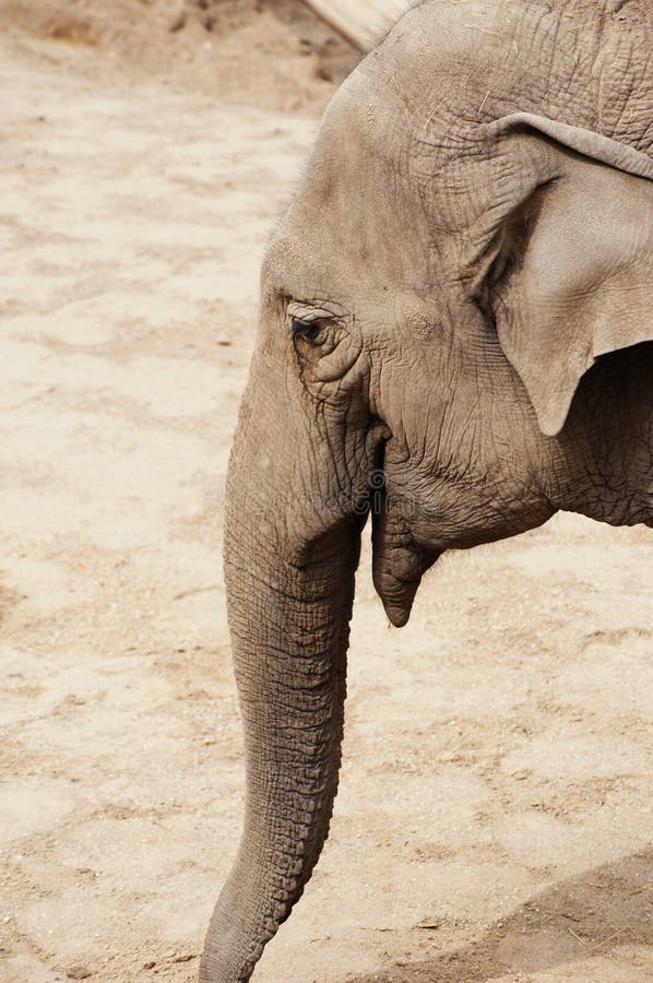 Elephant face stock photo. Image of eyes, eating, happy - 70695110