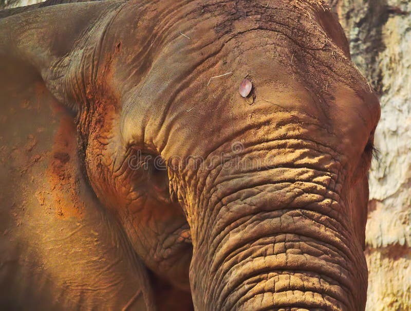 Elephant head and face. stock image. Image of english - 138696029