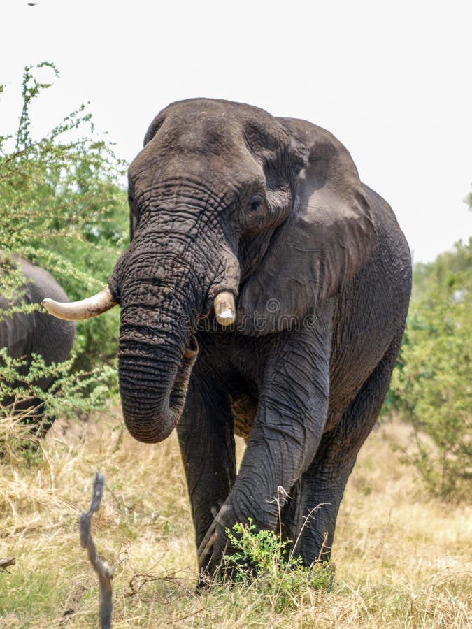 Elephant facing camera stock image. Image of africa, snout - 37983817