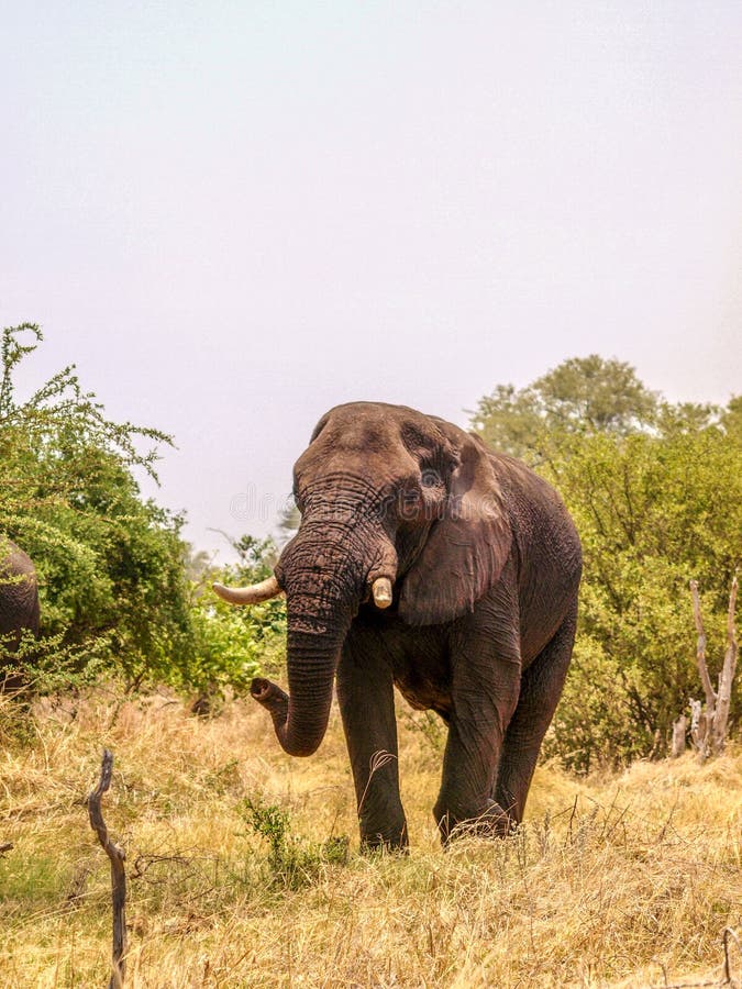 152 Camera Elephant Facing Stock Photos - Free & Royalty-Free Stock ...