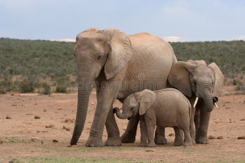 Elephant Family stock image. Image of elephant, animals - 11642071