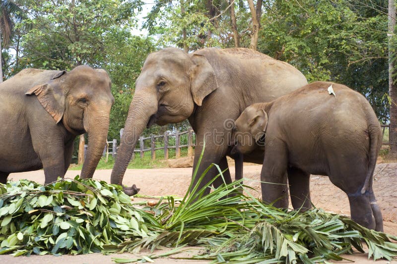 Elephant Family Picture. Image: 19413256