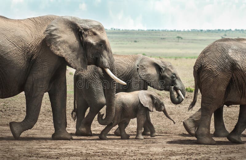 Elephant Family stock photo. Image of animals, strength - 29254044