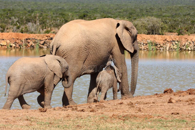 Elephant family stock photo. Image of grey, feet, offspring - 9113974