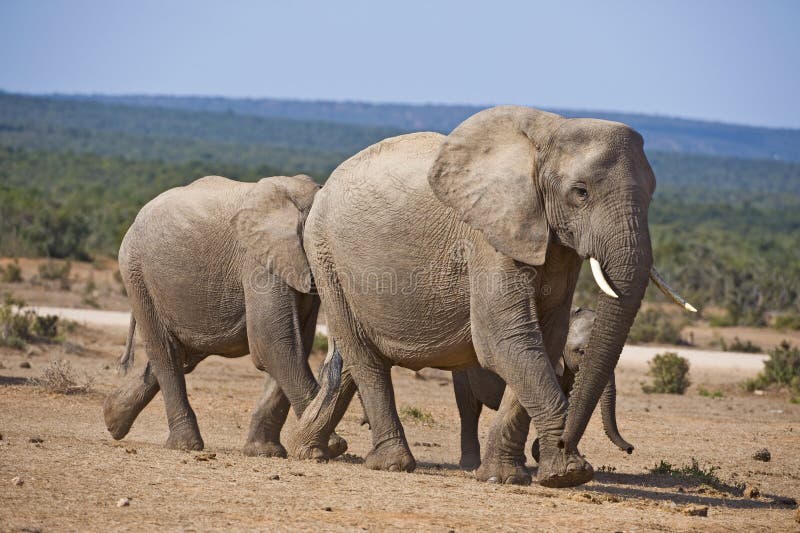 Elephant family stock image. Image of pachyderm, elephant - 9307171