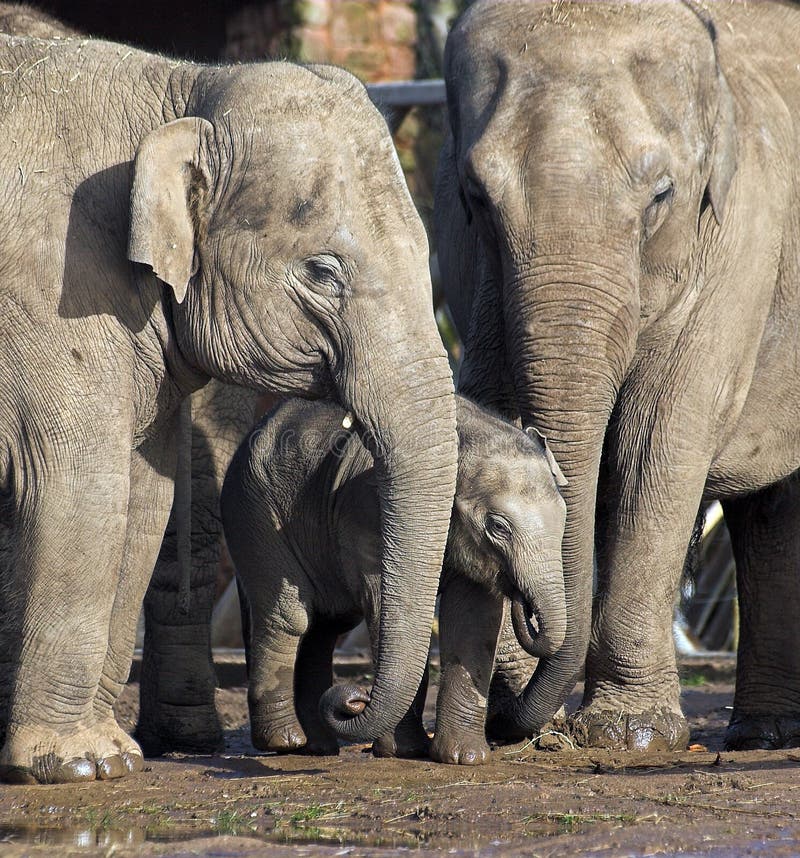 Elephant family with baby stock photo. Image of huge, africa - 1931038