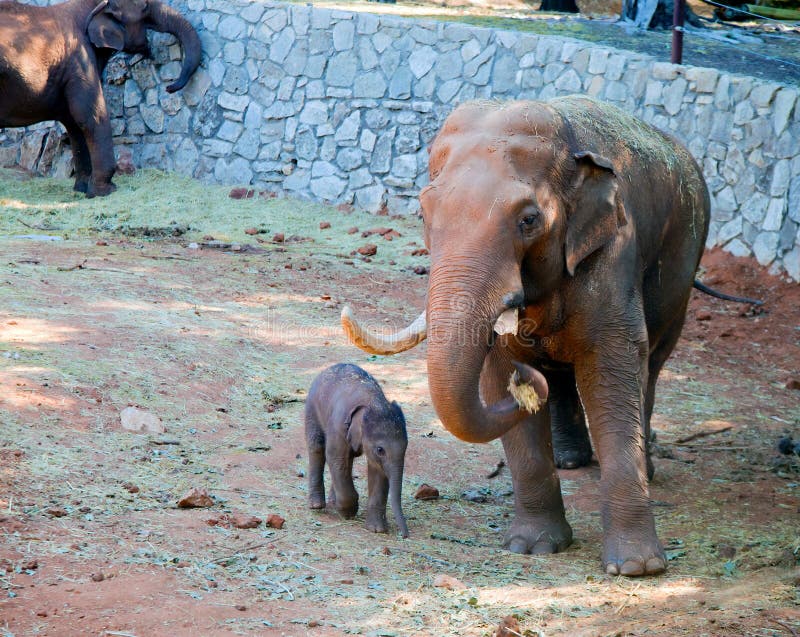 The elephant family stock image. Image of baby, animal - 73205475