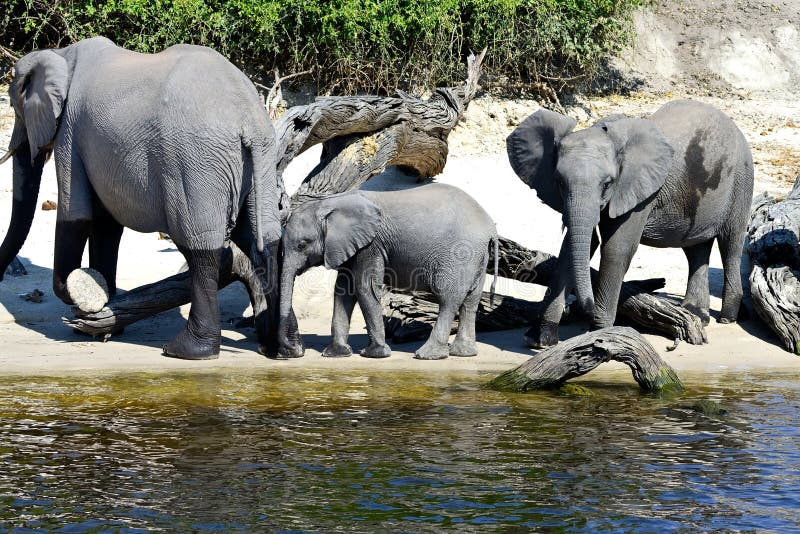 Elephant family gathering stock image. Image of discussing - 35219301