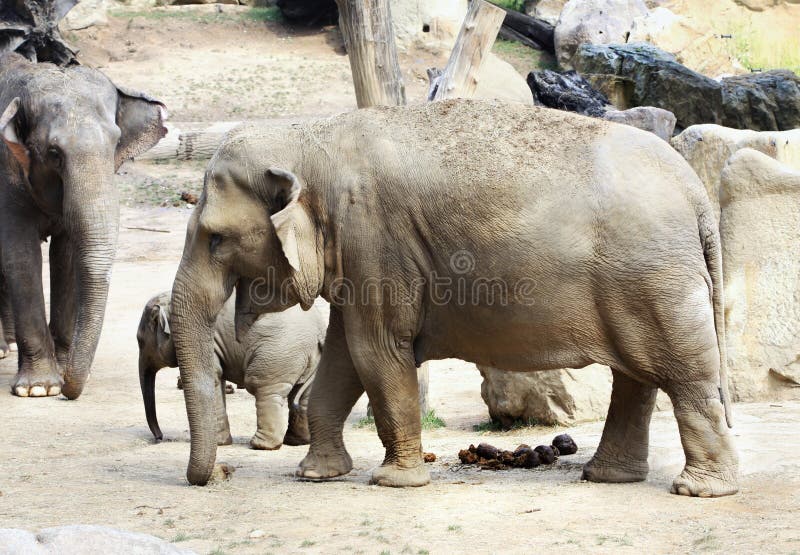 Elephant Family stock photo. Image of little, africa - 69710454