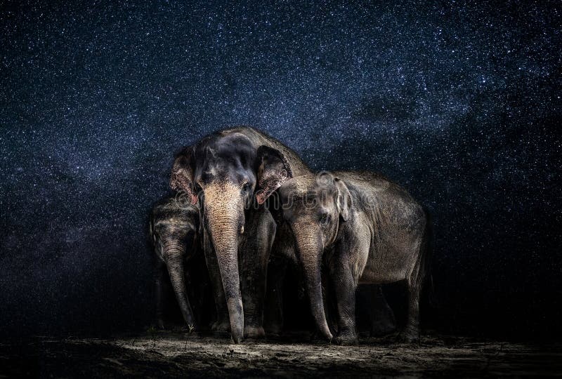 Elephant Family among the Stars Stock Photo - Image of scene, travel ...