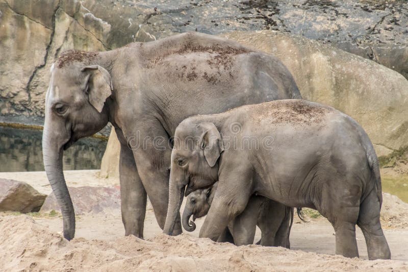 Elephant Family of Three Grey Trunk and Thick Skin Stock Photo - Image ...