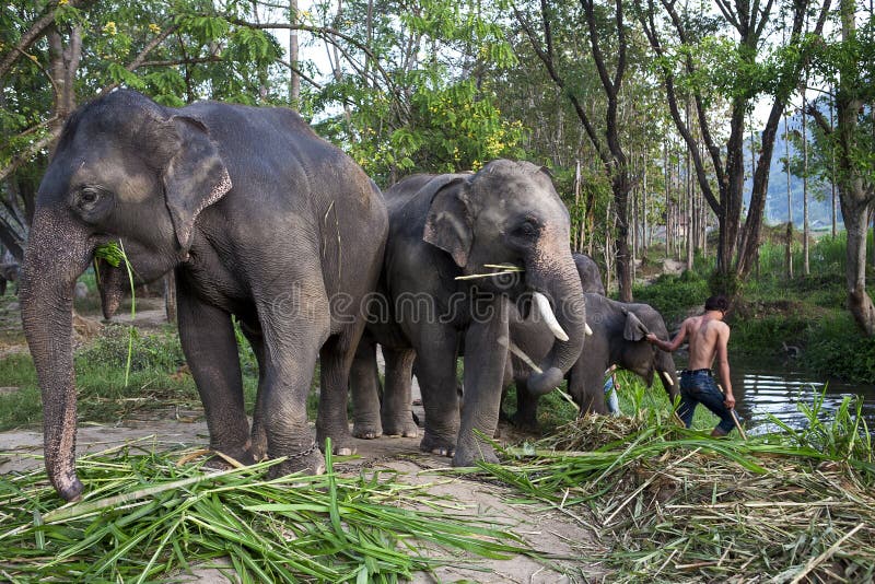 Big Elephant at Farm in Thailand Editorial Photography - Image of ...
