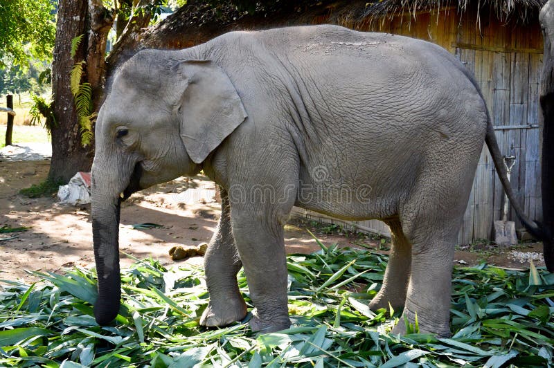 Elephant at the Elephant Farm Stock Image - Image of outside, nature ...