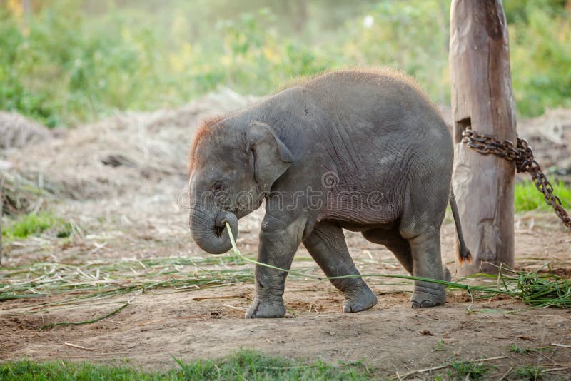 Elephant Farm Near Chitwan Nation Park Stock Photo - Image of animal ...