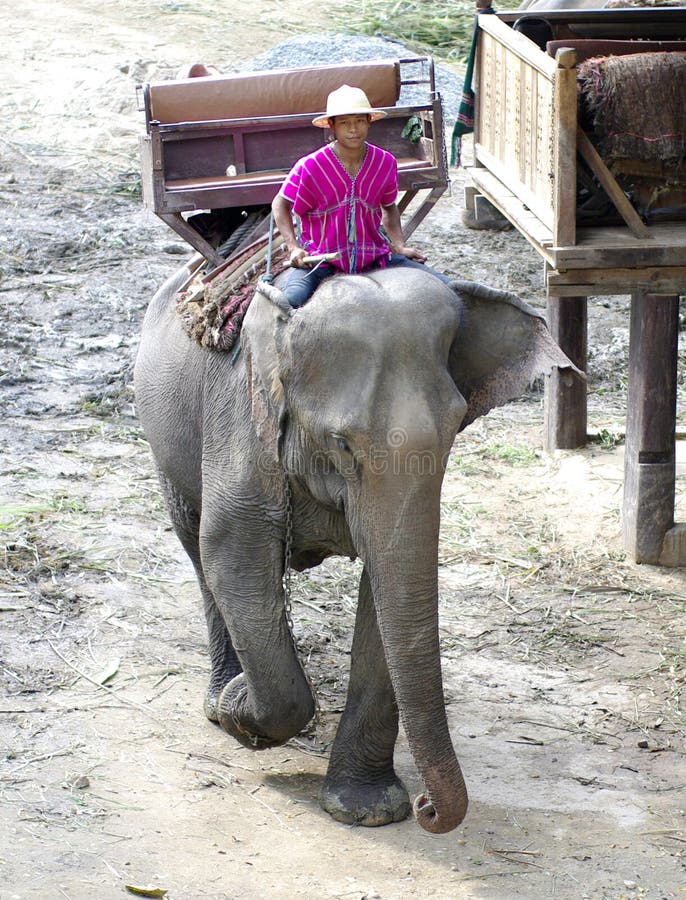Elephant Farm in Northern Thailand Editorial Photo - Image of tourist ...